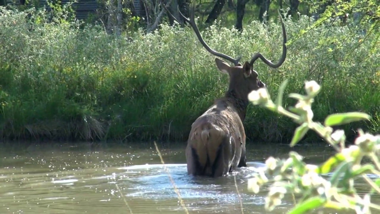 Ram Hunt at Independence Ranch Hog Hunting! - YouTube