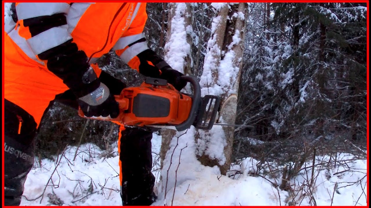 How To Fell a Tree With Just Three Cuts - YouTube