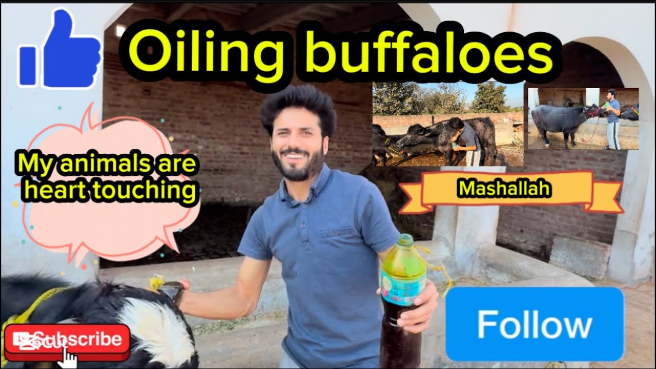 Oiling buffaloes. My animals are heart touching.Mashallah. - YouTube
