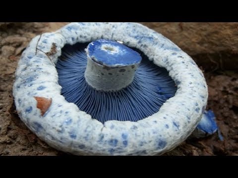 Los Hongos Más Extraños y Fascinantes del Mundo | Maravillas del Reino ...