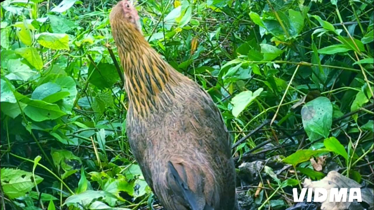 suab poj qaib tsauj cuab tuaj zoo kawg - YouTube