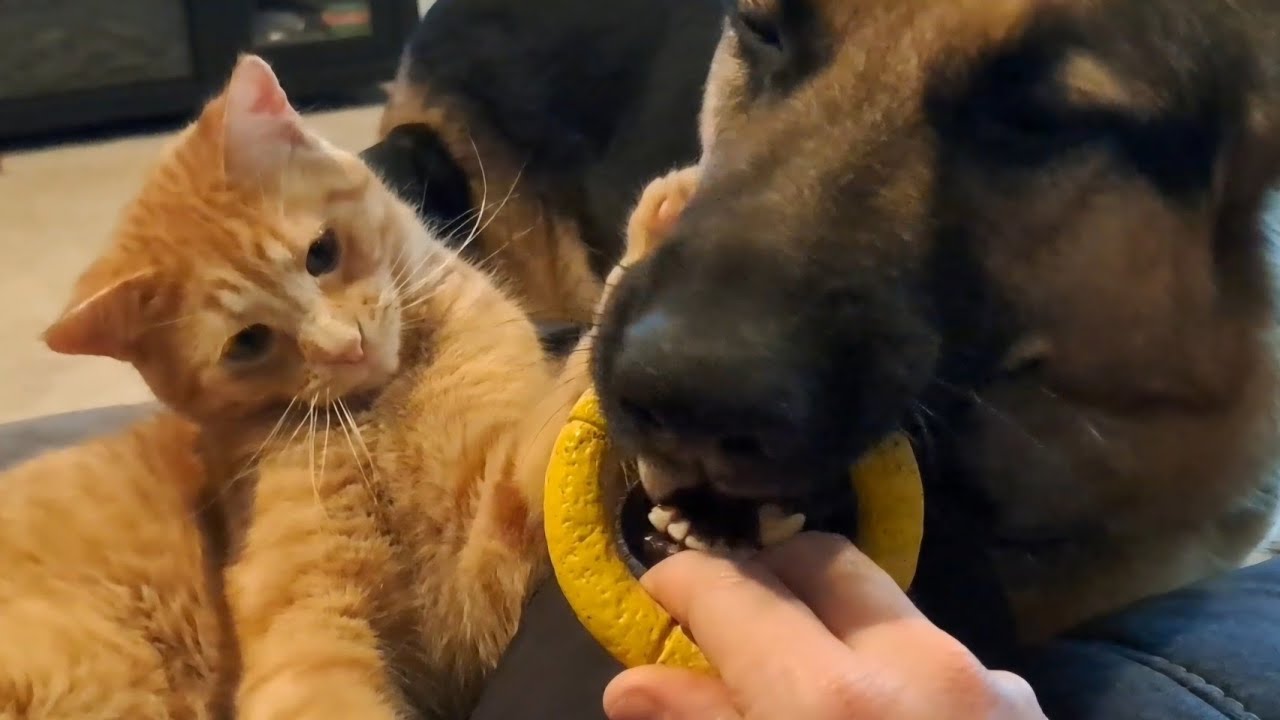 Leo wants to do everything Benny does - YouTube