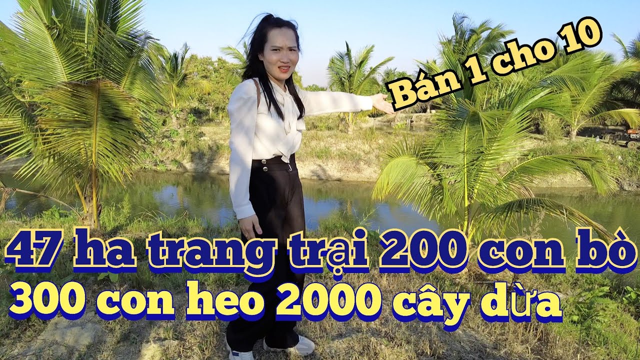 chỉ với 5 tỷ mua trọn 47 ha có 1 trang trại bò heo 500 con, 3 ao lớn ...