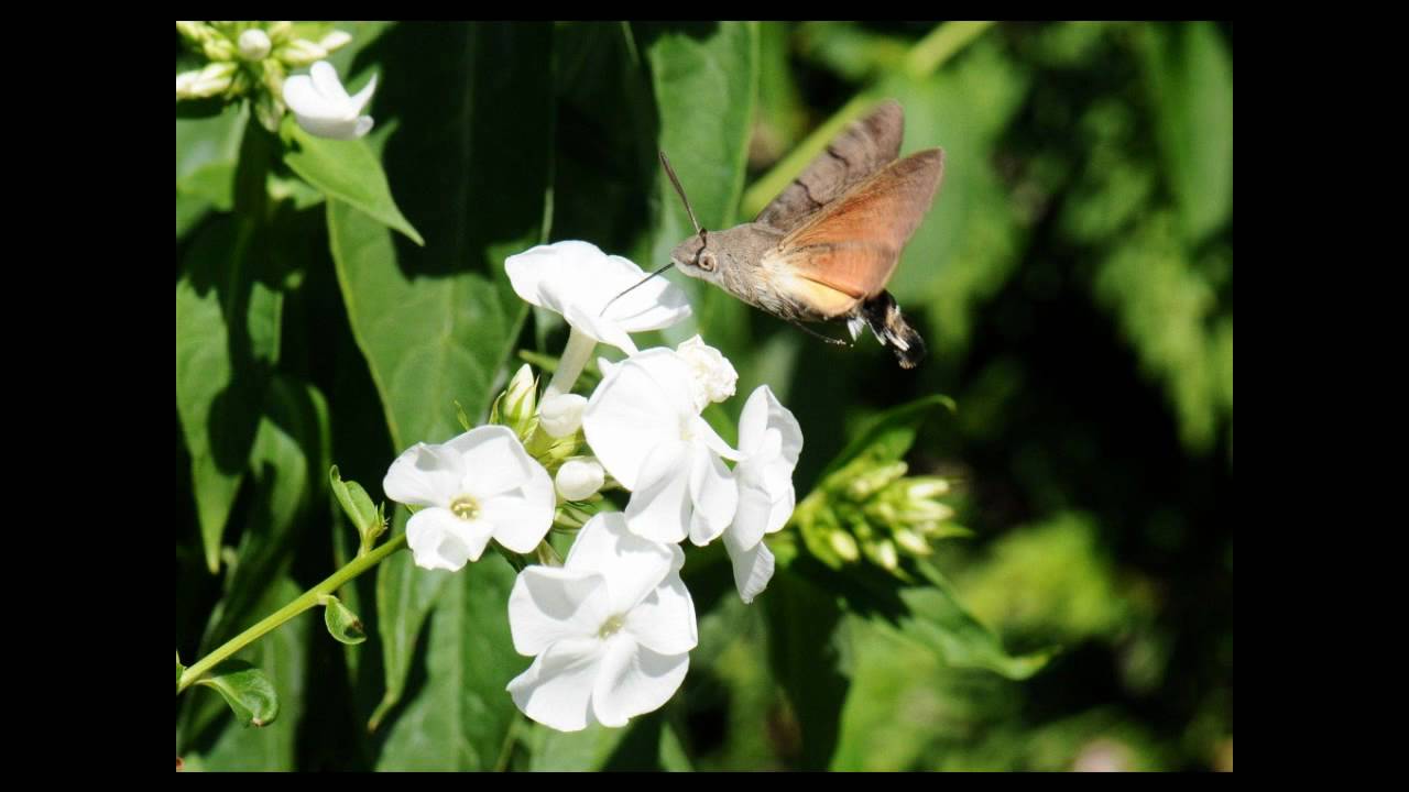 le moro sphinx ou papillon colibri !!!HD - YouTube