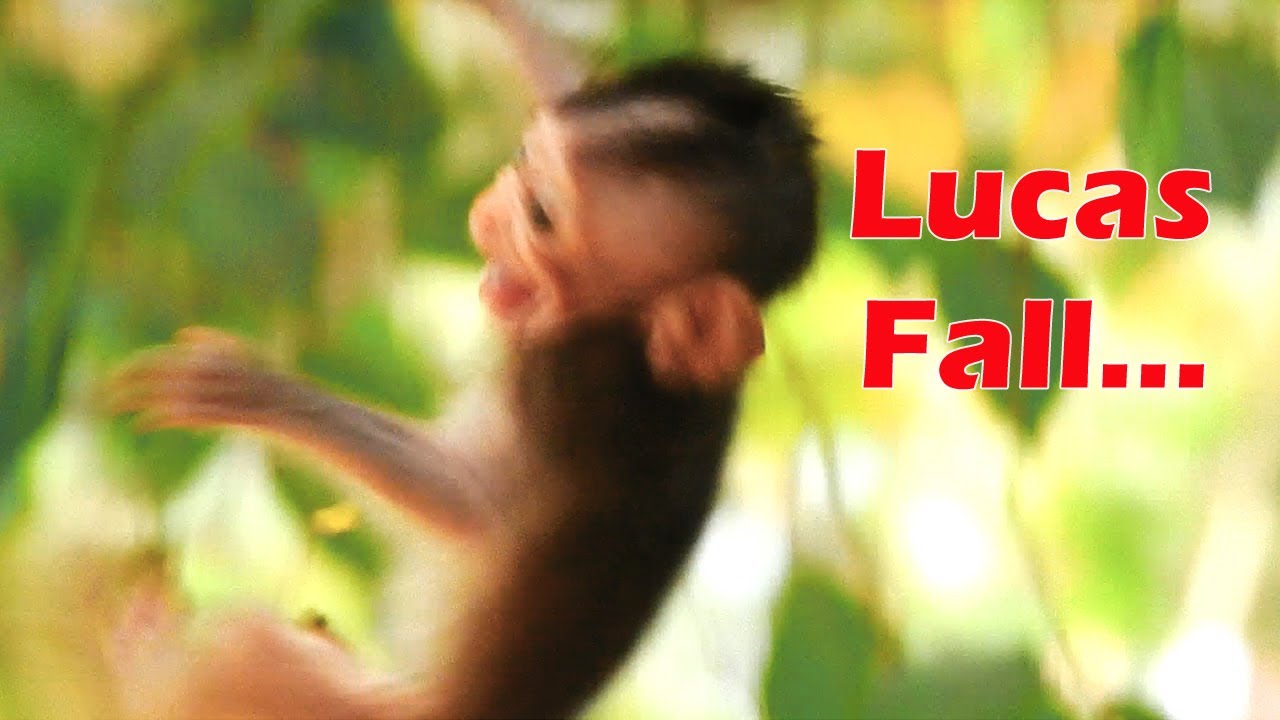 P2 : Oh ! No...Why this bad happen to adorable Lucas ? Lucas fall down ...