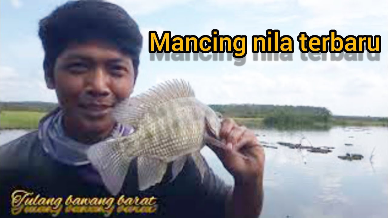kembali mancing nila lagi di spot nila babon @TBBmancing7673 - YouTube