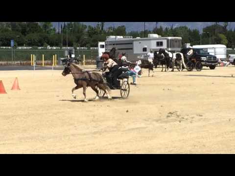 Silver Shetland Mare Driving Scurry Cones Class 4.16.16 - YouTube