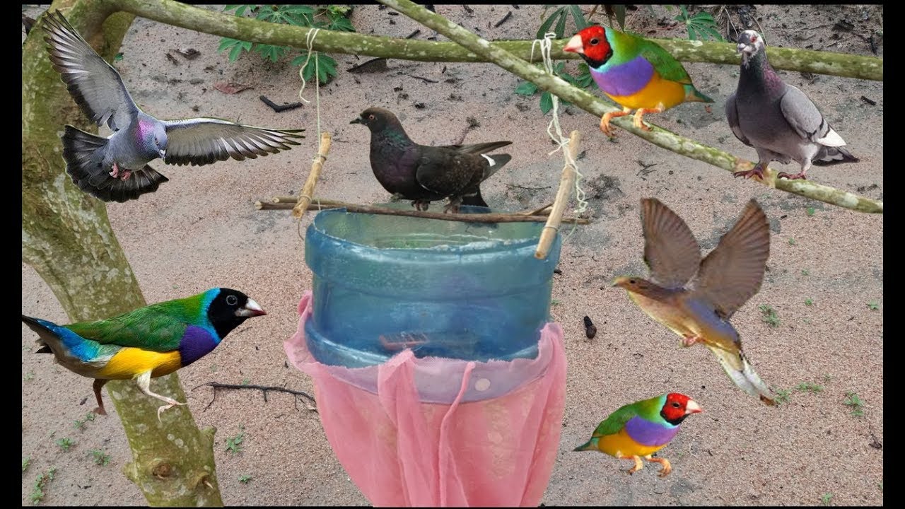 Dùng "Chai Nhựa" PVC Đi "Bẫy Chim" Trúng 1 Mẻ Lớn .Bird Trap Using PVC ...