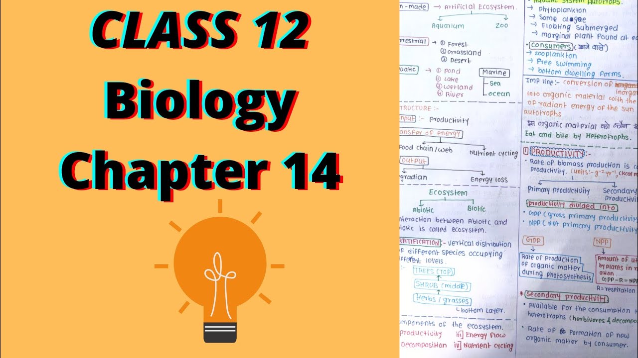 Class 12 Biology Chapter 14 Ecosystem Handwritten Notes| - YouTube