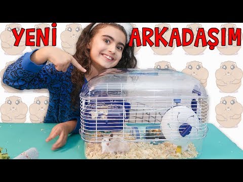 MİRA 'YA SÜRPRİZ YAPTIM | Çok sevimli hayvan Gonzales Hamster aldık