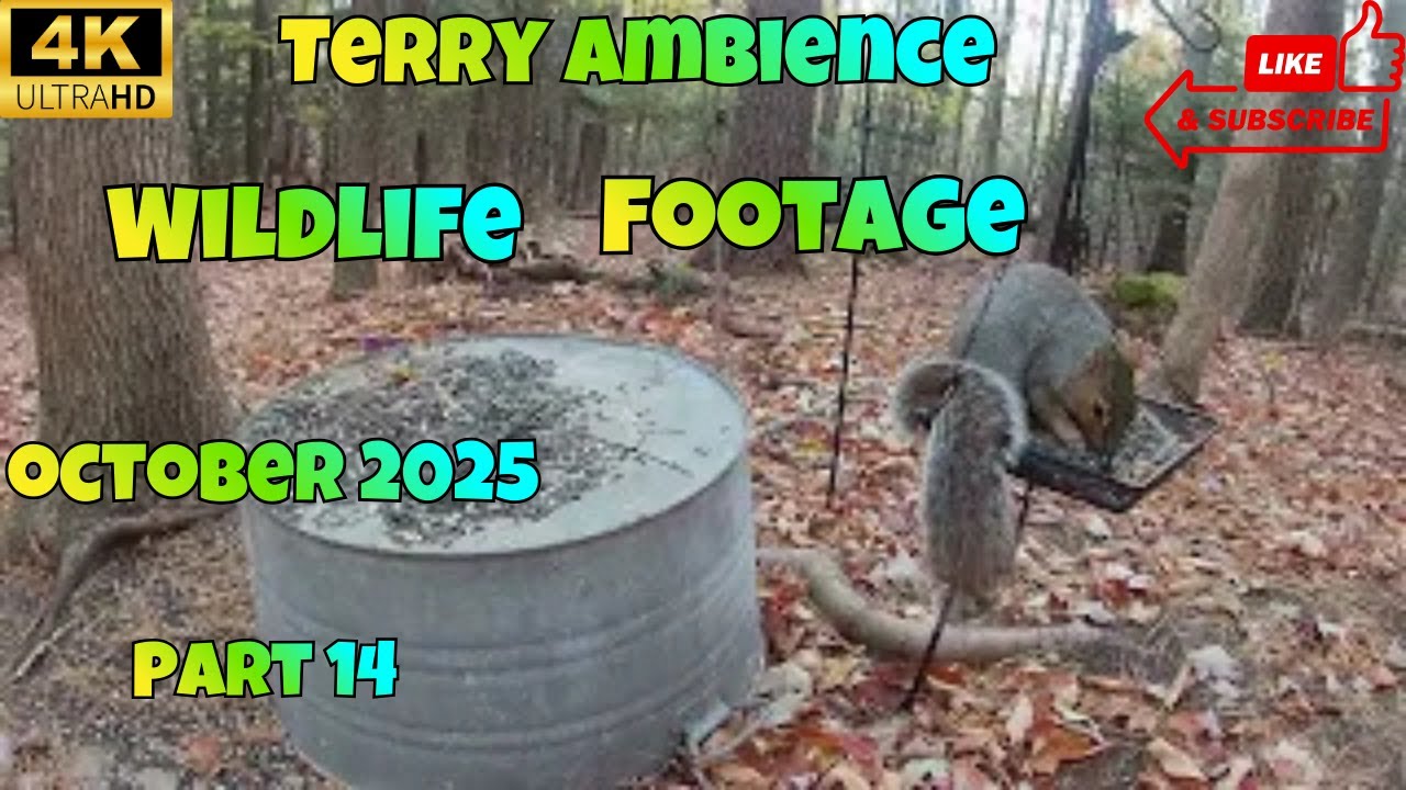 Wildlife Footage 4K October 2025 Part 14 - YouTube