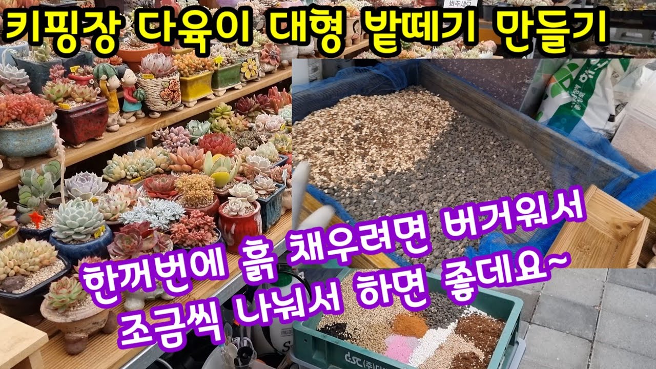 키핑장 다육이 밭떼기 정리 하려고 대형 밭떼기 흙채워요~🌺 생각보다 춥고 바람도 불고 빗물도 맞고 온도가 3도 💦 베란다