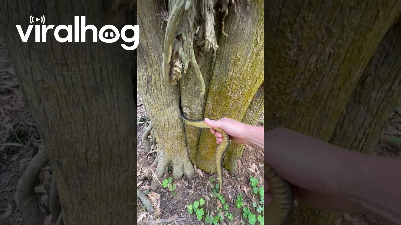 Gently Yoinking a Plain Bellied Water Snake From a Bald Cypress Tree ...