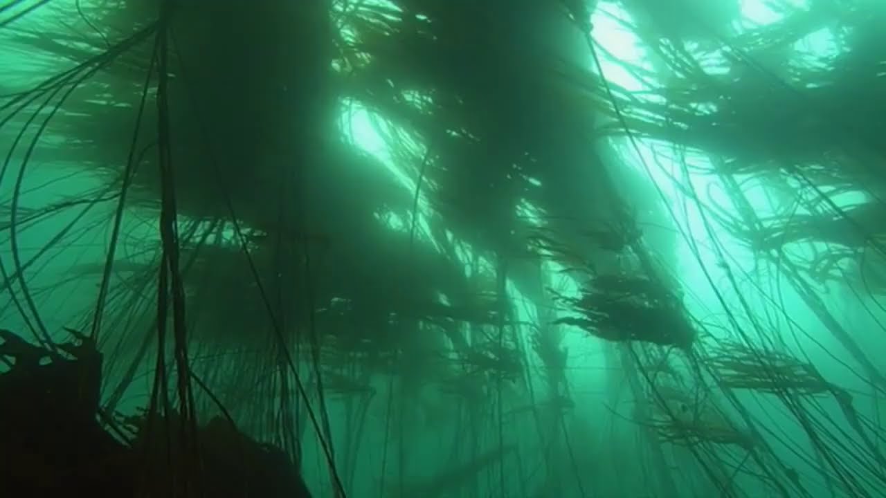 The Ocean – Harrison Ford _ Conservation International (CI) - YouTube