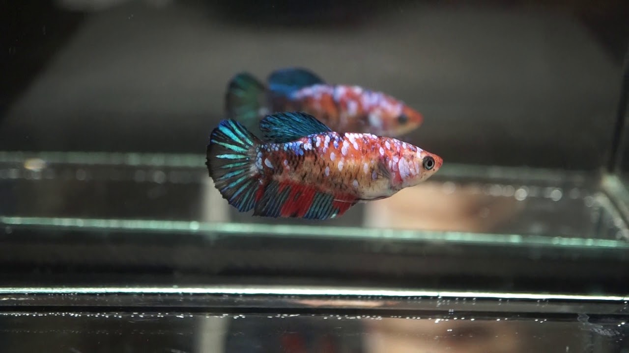 BREEDER GRADE Fancy KOI MULTI COLOR GALAXY STAR Halfmoon Plakat (Female ...