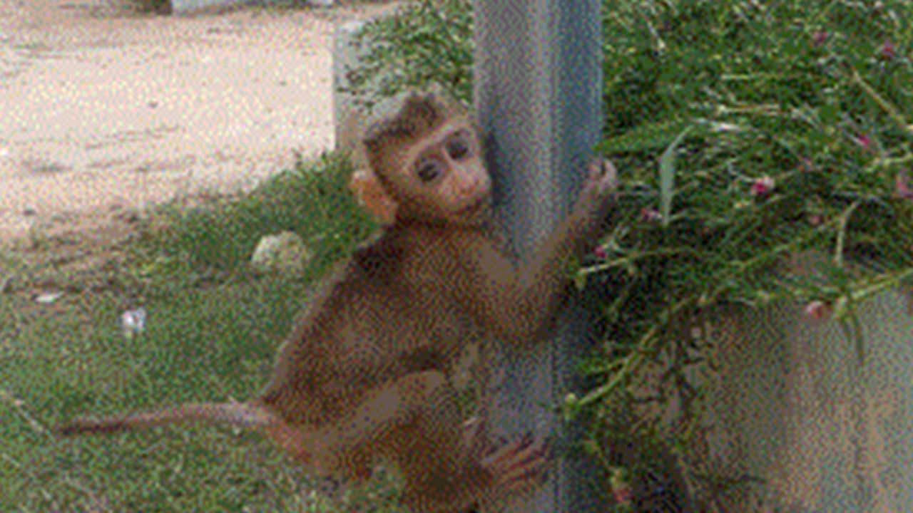 Wow, this time Monkey Baby Yaya wants to climb the iron pillar. - YouTube