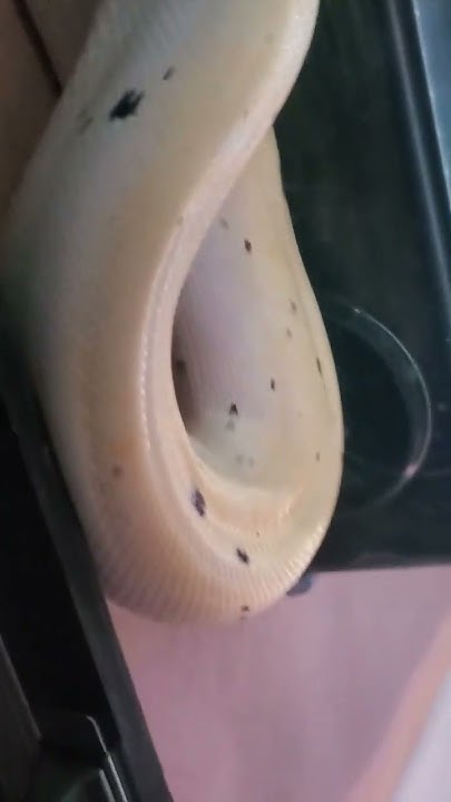 The New Cow Reticulated Python Group and HOGS - YouTube