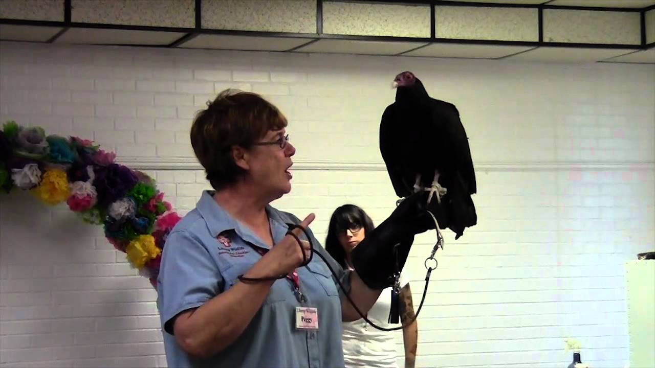 SAVING INJURED ANIMALS - Liberty Wildlife Education Presentation - YouTube