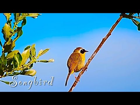 My “Songbird” poem in Song - YouTube