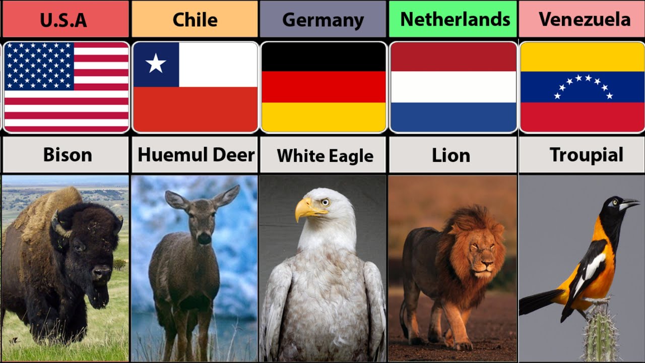 National Animals From Different Countries - YouTube
