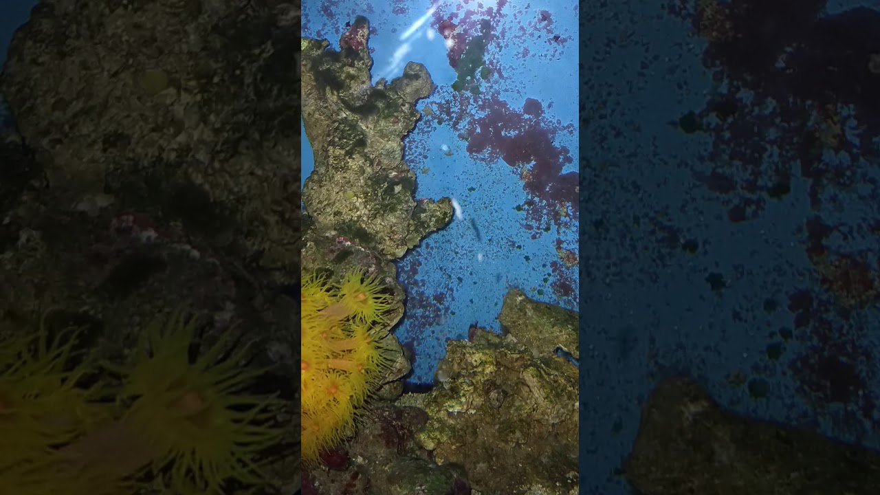 epitoke worms in reef tank - YouTube