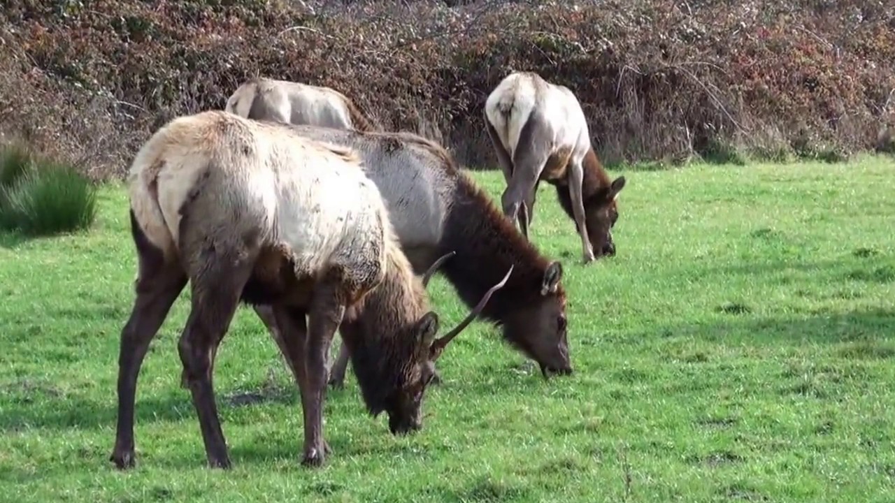 Orick Elk, Jan. 4, 2017 (HD) - YouTube