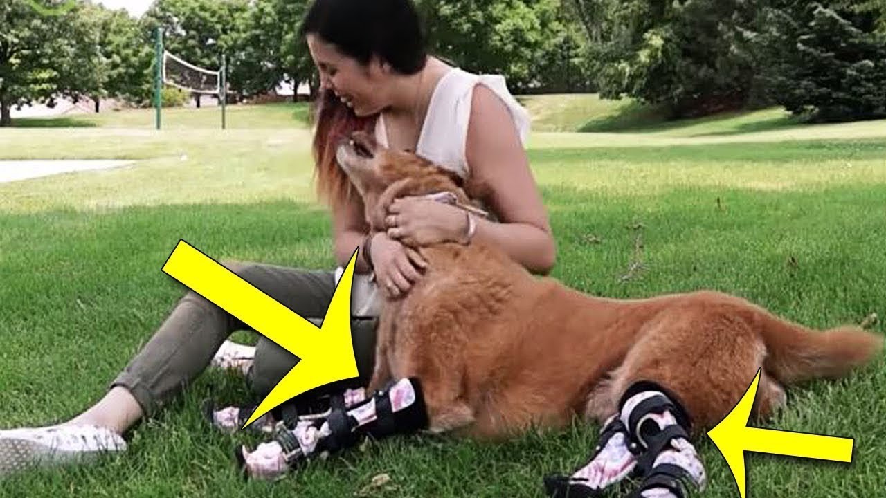Naki'o becomes world's first bionic dog after amazing surgery - YouTube