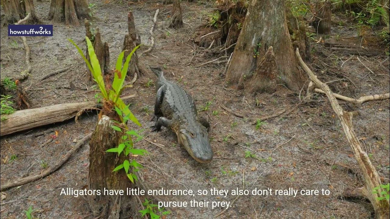 Debunking the Myth: Can You Escape an Alligator by Running in a Zigzag ...