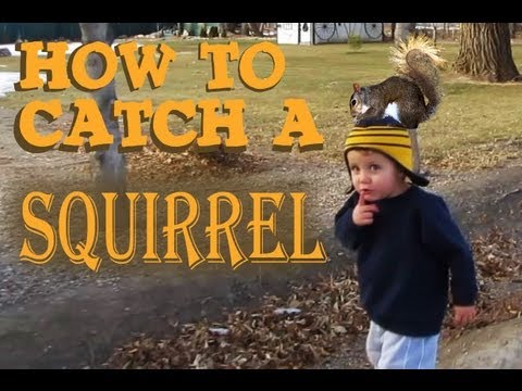 How to Catch a Squirrel - YouTube