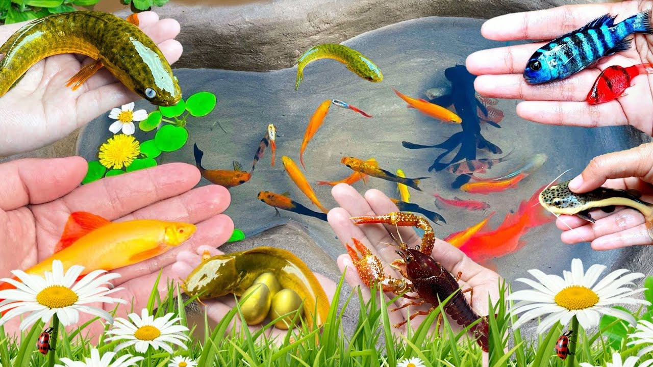 Amazing Catching Catfish, Ornamental fish, Koi fish, Betta fish ...
