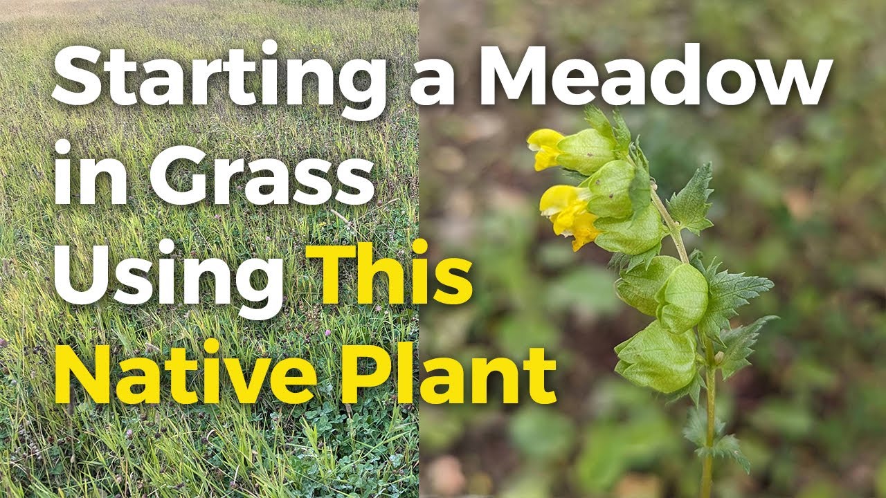 Starting a Meadow in Grass Using This Native Plant - YouTube