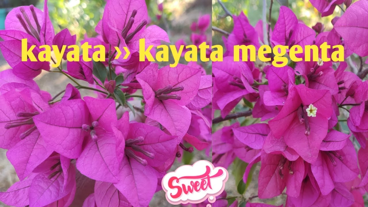 Kayata, Kayata India, Kayata Magenta @MamaEarthGarden1972 Beautiful ...