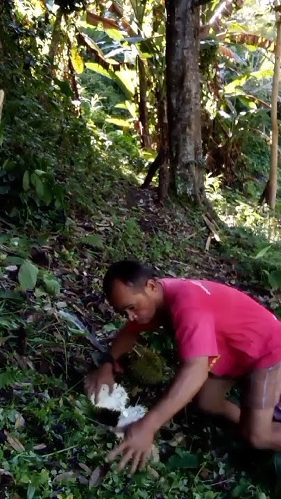 Kawatan ug Durian#shortvideo - YouTube