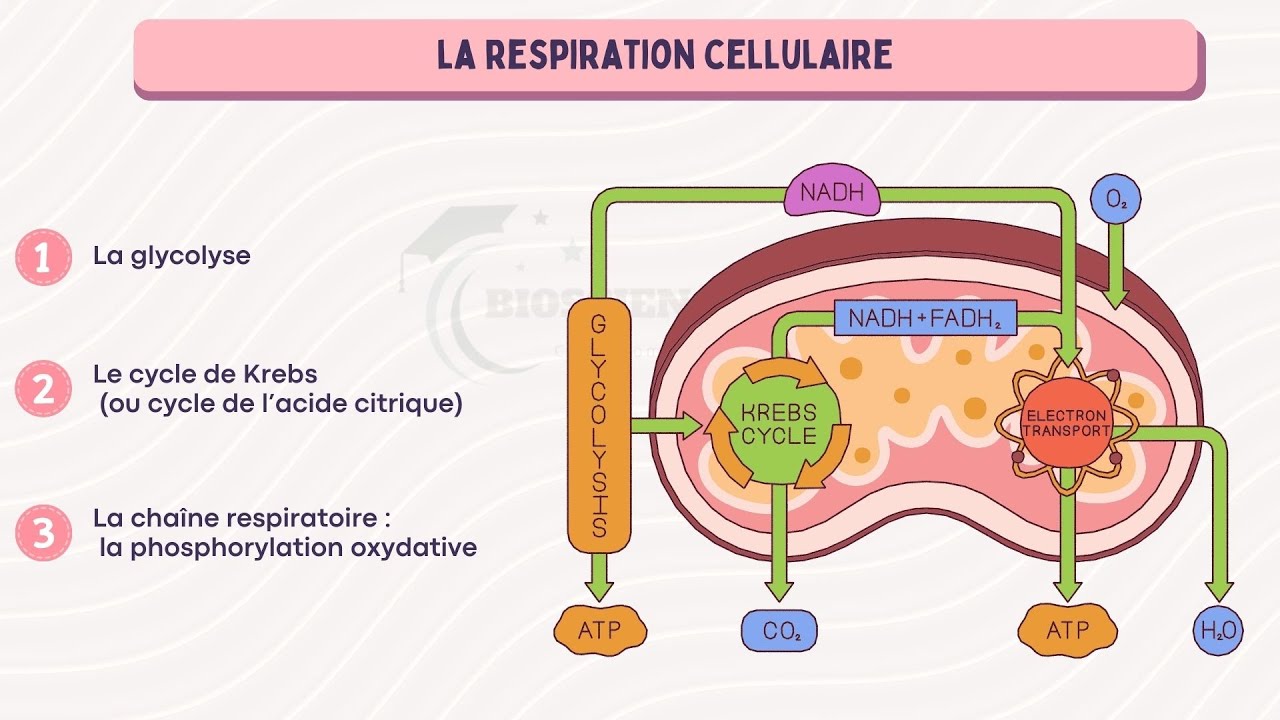 Synthèse d'ATP – Glycolyse, cycle de Krebs et chaîne respiratoire ...