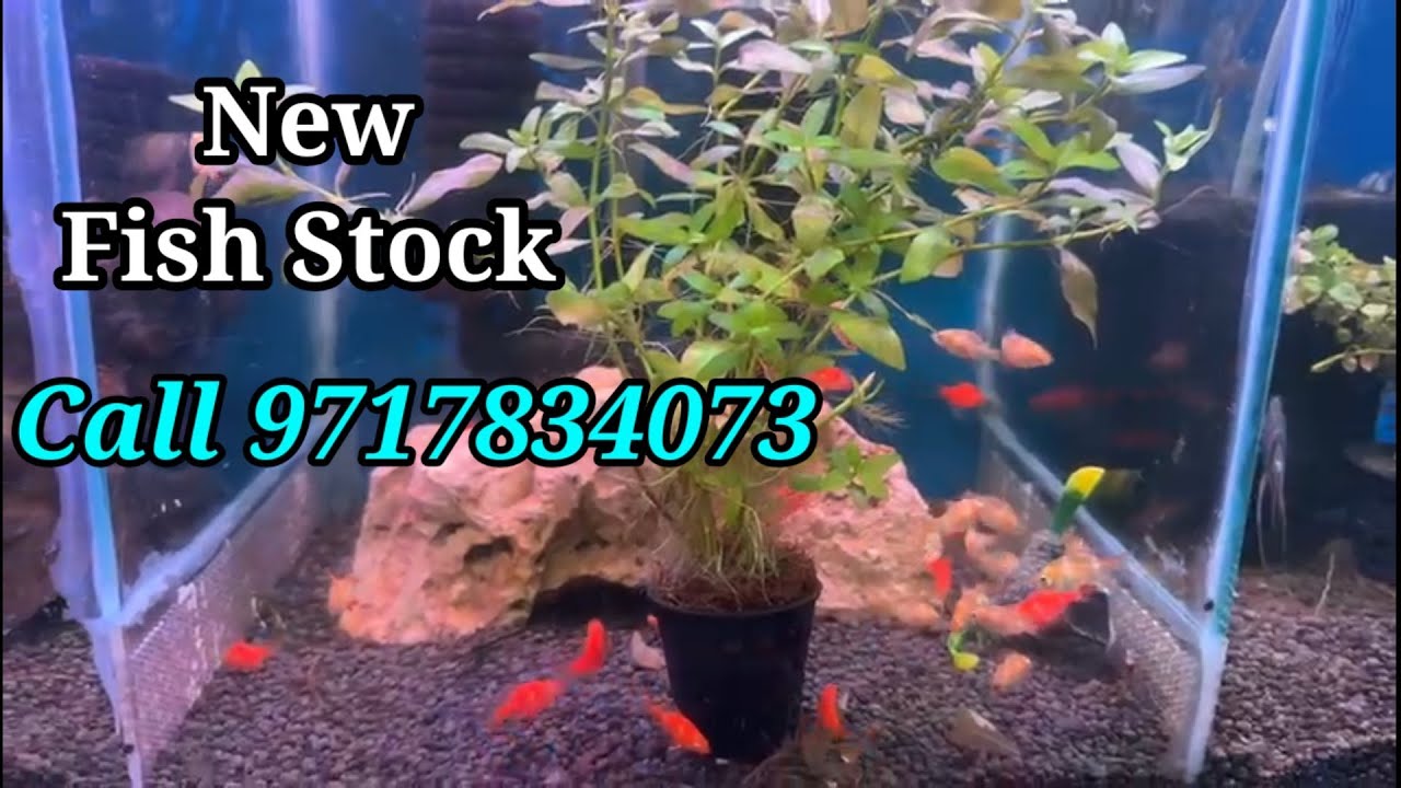 Fish Shopping in India / Delhi Fish Aquarium Market /Call Kanha ...