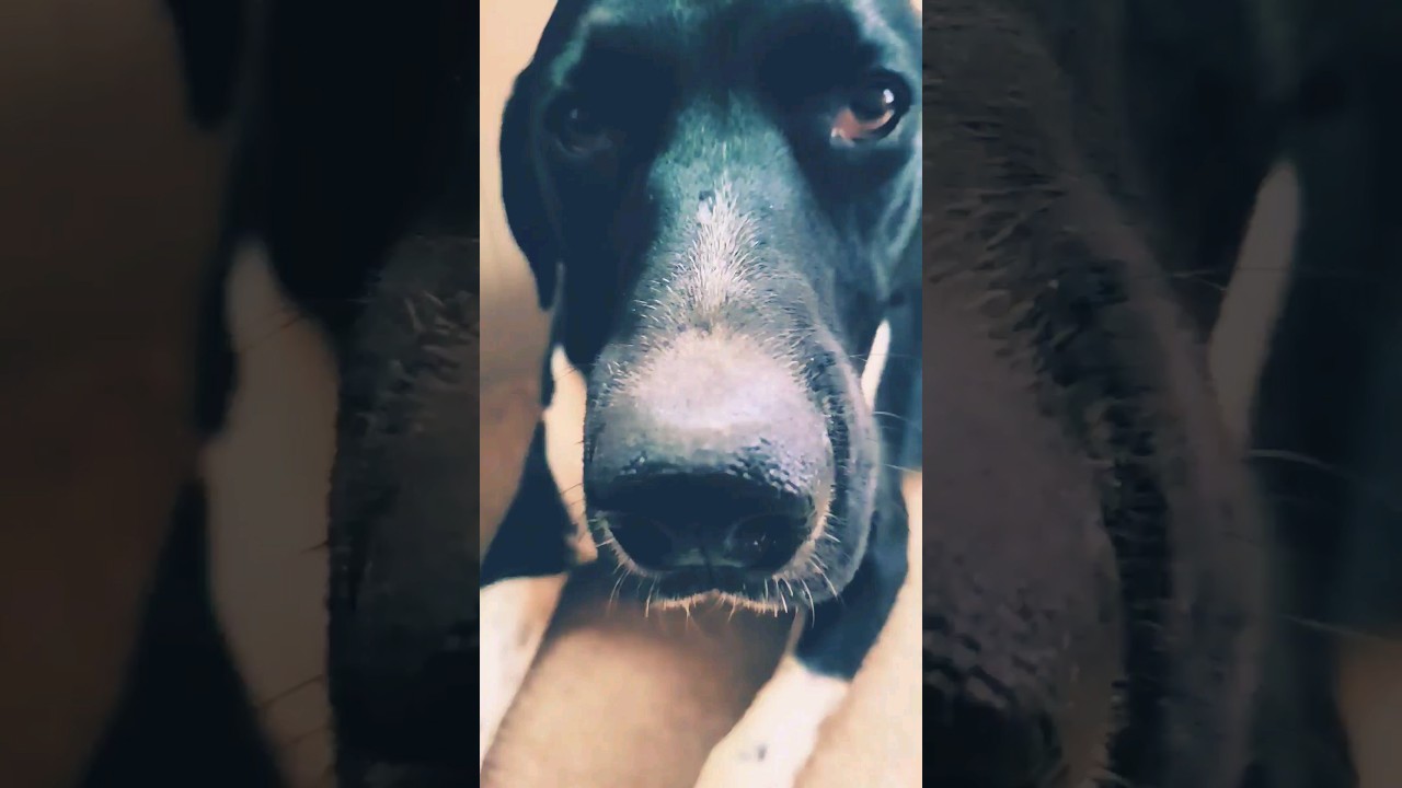 Mewing dog! - YouTube