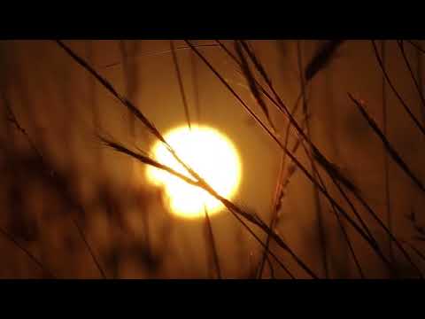 WhatsApp Status | awesome view of nature #shorts