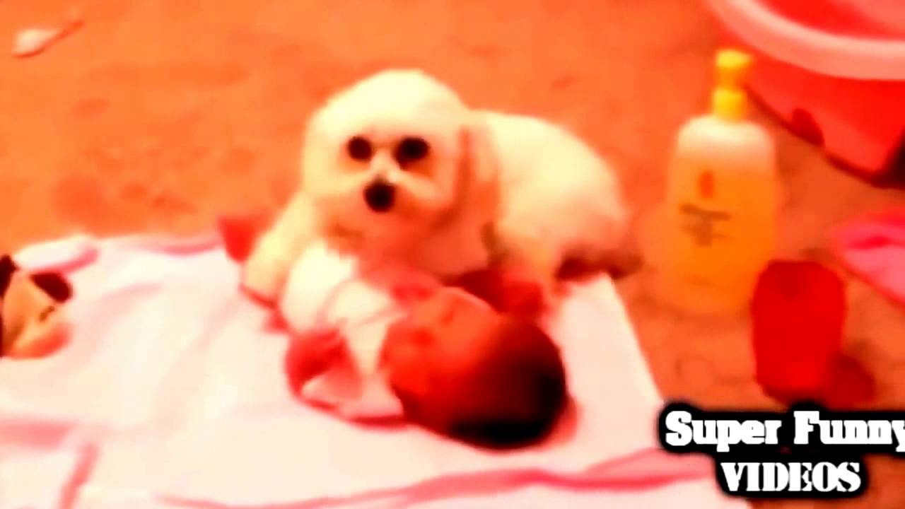 super funny dogs and cats singing part1 on youtube 2016 - YouTube