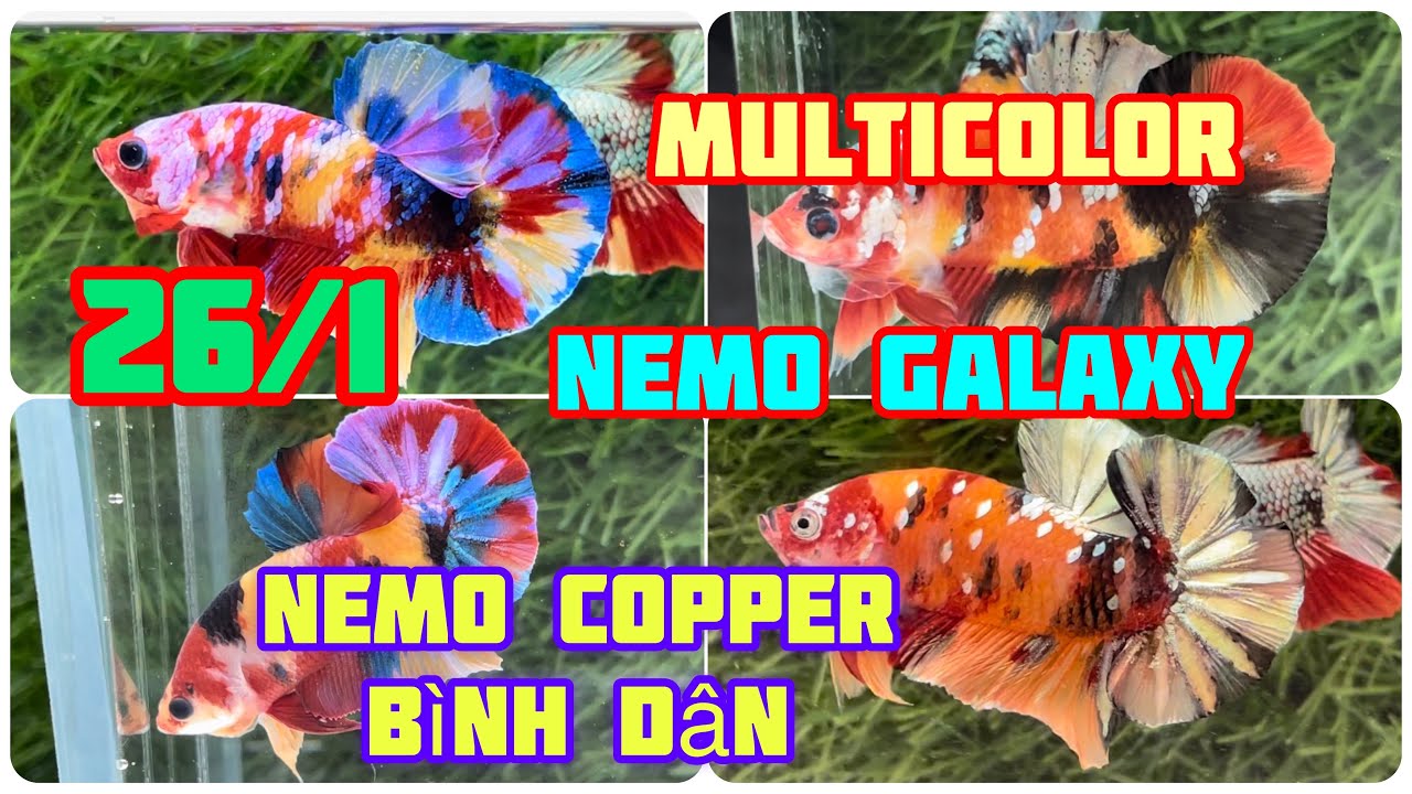 Đợt cá Betta 26/1🍀🌈Multicolour + Nemo Galaxy + Nemo Copper | Tuyển chọn ...