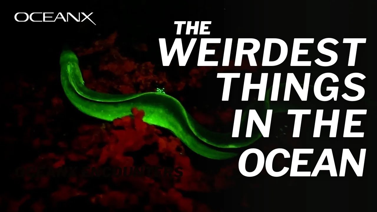 Ocean Oddities: Weird Ocean Discoveries | Moments in Exploration - Go IT