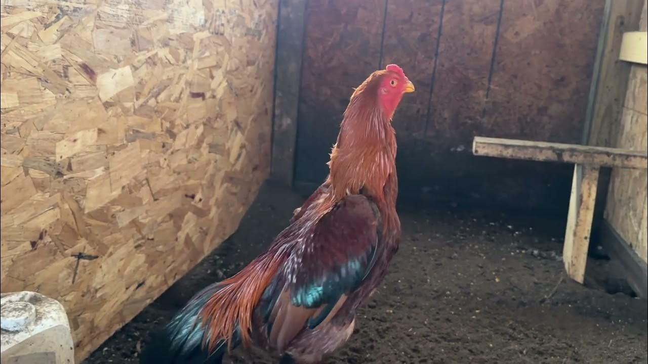 Nrog kuv saib qaib ua ke - YouTube