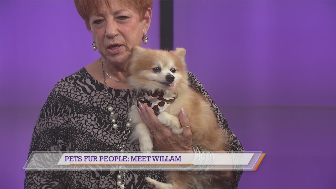 Pets Fur People: you can adopt Willam - YouTube