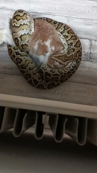 burmese python eat rabbit alive !! - YouTube