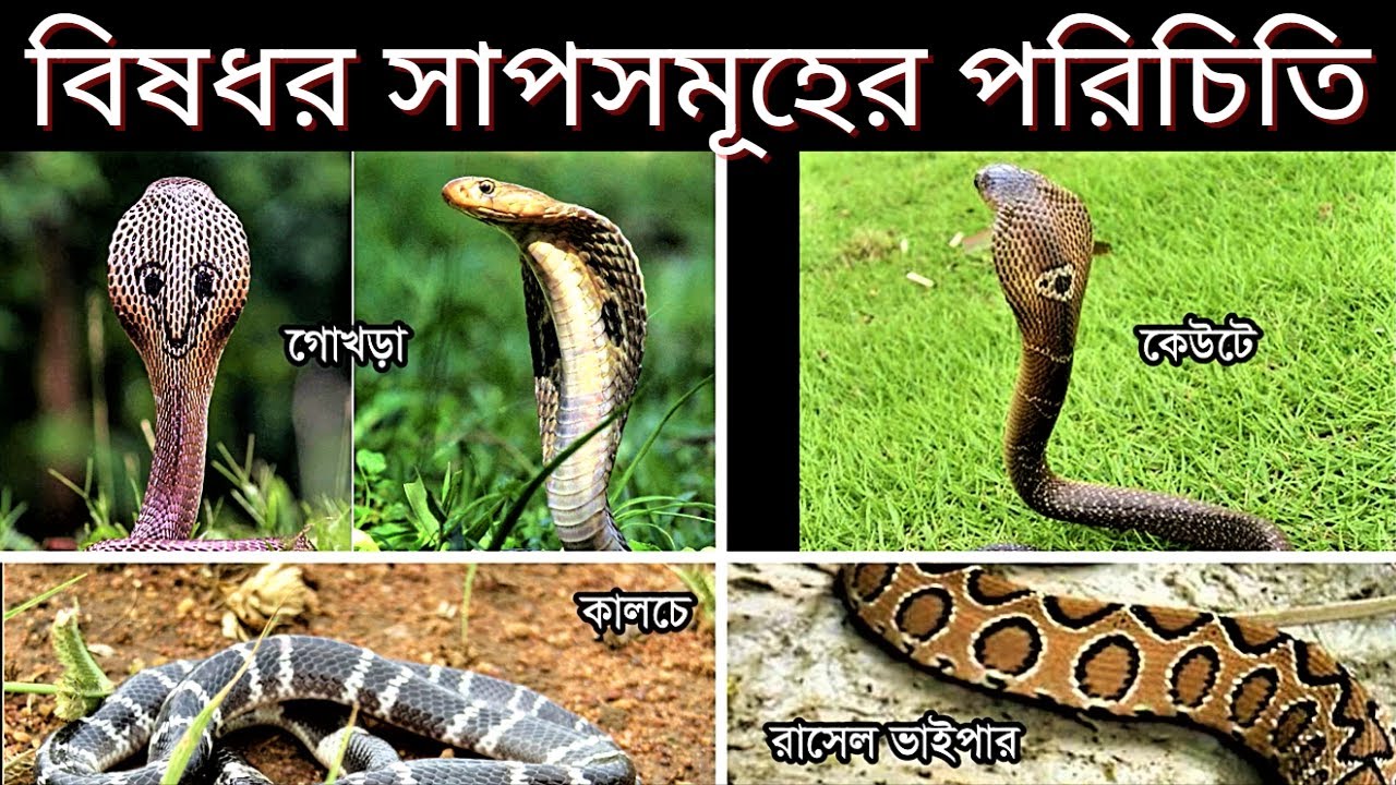 বিষধর সাপসমূহের পরিচিতি - বাংলাদেশ | Venomous Snakes in Bangladesh # ...