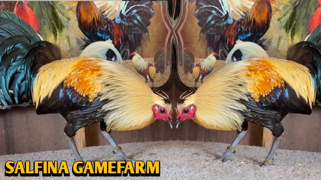 Black Toppy Grey Sweater Brownred - SALFINA FARM - YouTube