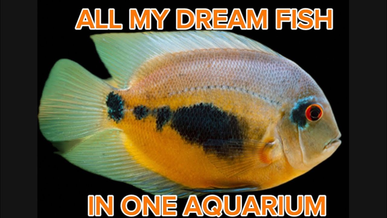 All my dream fish in 1 tank.Want more videos like this? Just comment ...