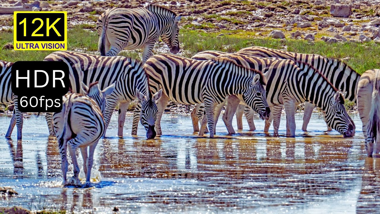 Look At The Cat And The Zebra In A Cute Way | Amazing Looking Cute Cat ...