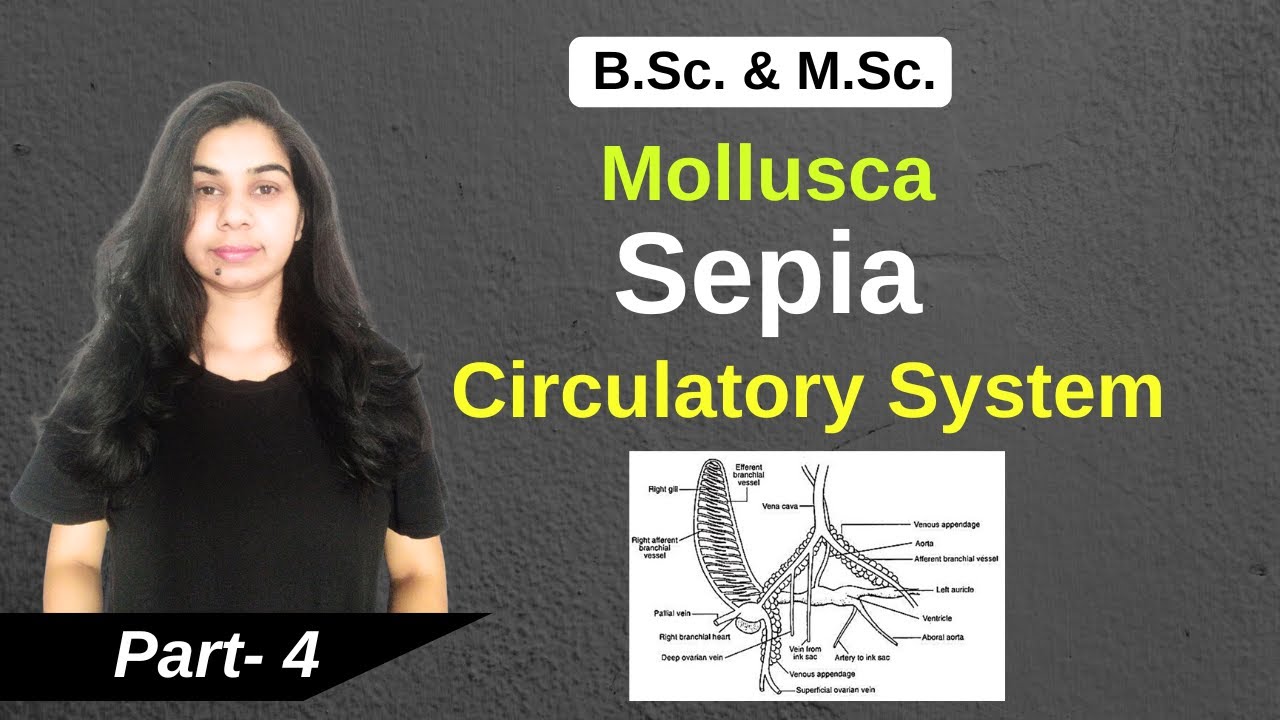 Mollusca || Sepia || Circulatory System || B. Sc. & M. Sc. Zoology ...