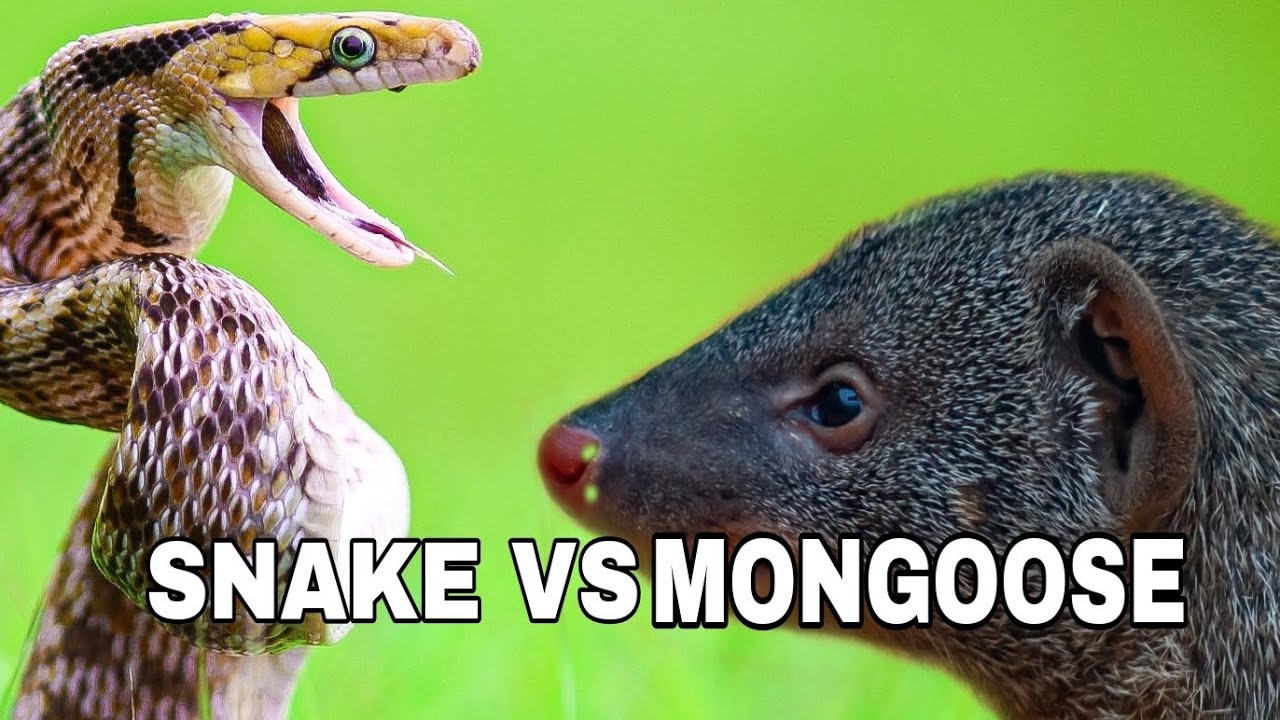 PK SATISFYING Video snake vs mongoose & snake attacks - YouTube