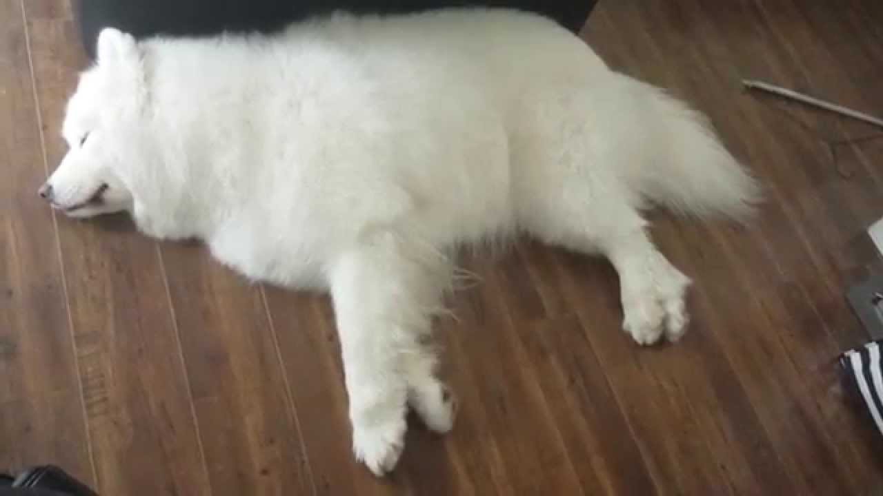 Callie the Samoyed | Sleep Running Twitch - YouTube